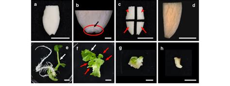 Shoot Regeneration From Cotyledonary Explants Of C Moschata Cv