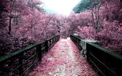 Japanese Sakura Wallpapers Top Những Hình Ảnh Đẹp