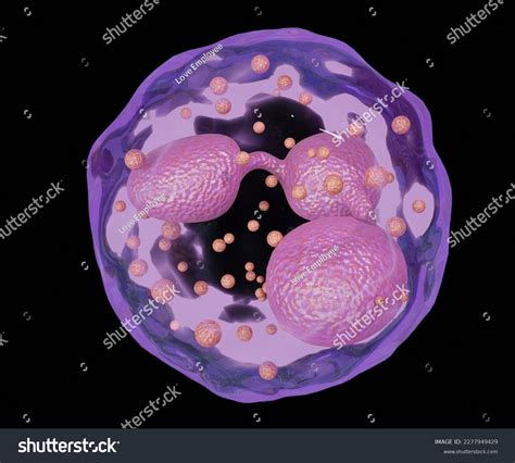 Neutrophils Known Neutrocytes Heterophils Polymorphonuclear Leukocytes