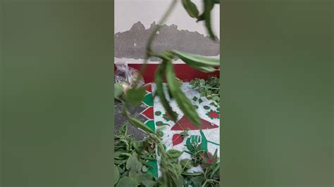 Sem Ka Plant Youtube