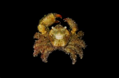 Crab Database · Crabs