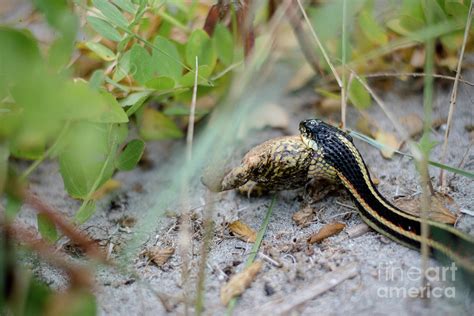 Snake Is Attacking Toad Photograph By Angelle Holmes Fine Art America
