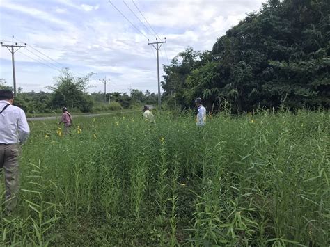 ဟိုင်းကြီးကျွန်းမြို့၌ ပိုက်ဆံလျှော် စိုက်ပျိုးဖြစ်ထွန်းနေမှု အခြေအနေများအား တာဝန်ရှိသူများ ကွင
