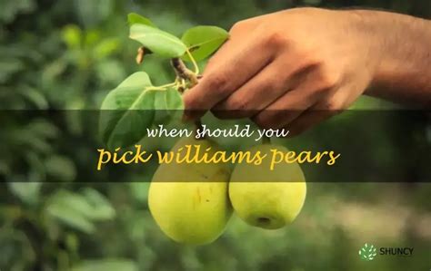 When Should You Pick Williams Pears Shuncy