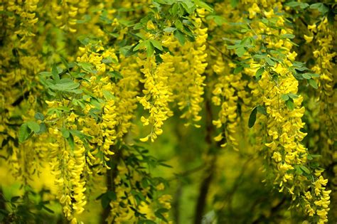 Tree Laburnum Nature Free Photo On Pixabay