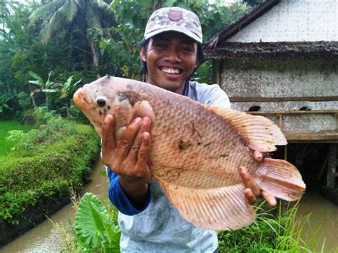 Widaya Gurami Jenis Jenis Gurami