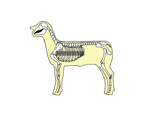 Sheep Skeletal Anatomy Quiz