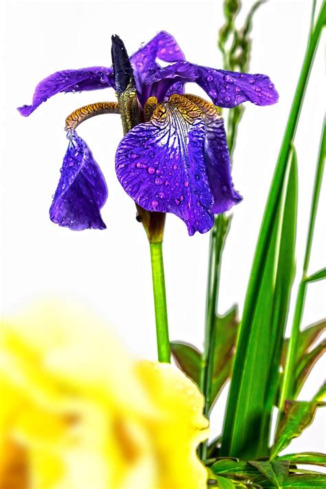 Schwertlilie Iris Violett Kostenloses Foto Auf Pixabay Pixabay