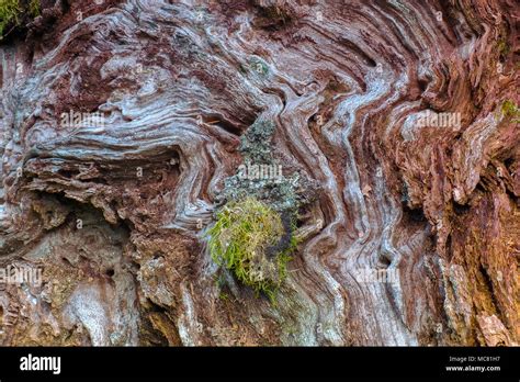Tree Bark With Moss Stock Photo Alamy