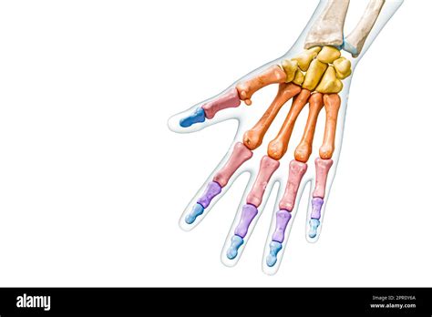 Phalanges Labeled