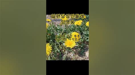 일편단심민들레 임영웅 인기가요 인기트로트 들꽃 노래모음 Youtube