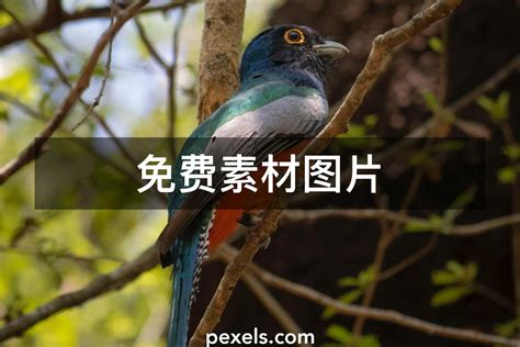 2000张最精彩的 Belly Piericng”图片 · 100免费下载 · Pexels素材图片