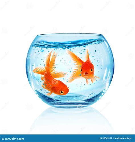 Poisson Rouge Dans Laquarium Photo Stock Image Du Aquatique