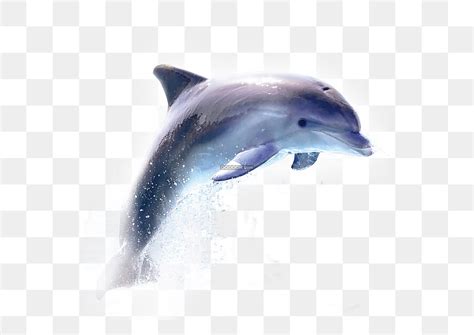 一只可爱的海豚越出水面划过一道优美的弧线PNG素材设计