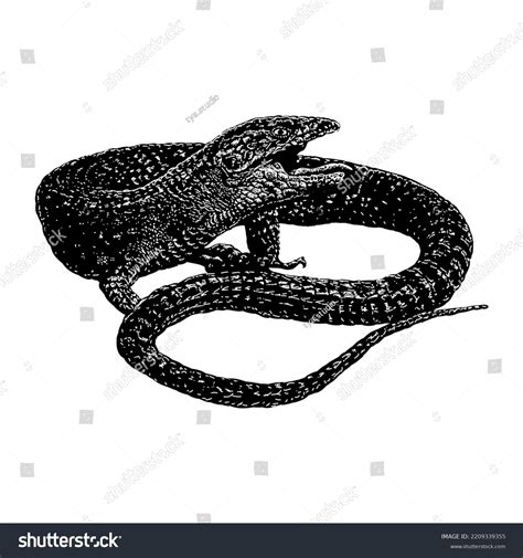 Madrean Alligator Lizard Over 1 Royalty Free Licensable Stock