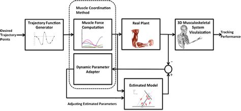 Schematic Block Diagram The Muscle Coordination Method Includes Muscle Download Scientific