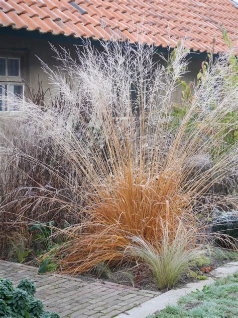 MOLINIA TRANSPARENT - NATUUR BIJ HUIS