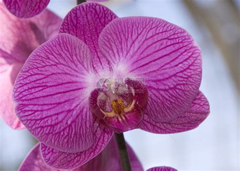 粉红白兰花花植物群兰花花园白色园艺高清图片下载 正版图片321001470 摄图网