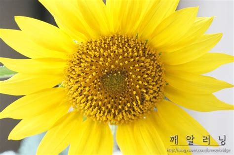 아파트에서 해바라기 키우기 8해바라기꽃의 구조 네이버 블로그
