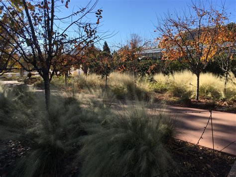 Muhlenbergia Capillaris White Cloud White Awn Muhly Mist Grass