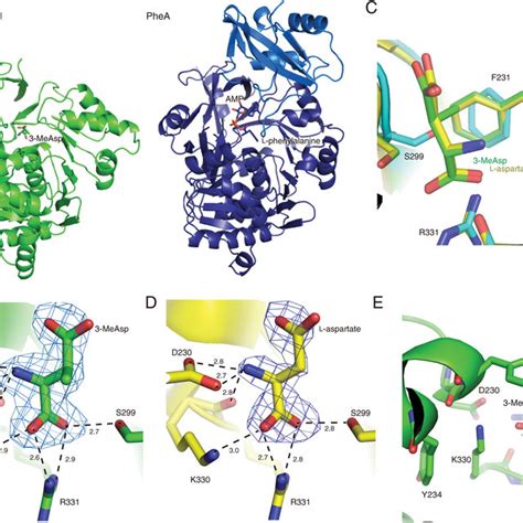 Reaction Of Adenylation Enzymes A Reactions Of Amino Acid Adenylation