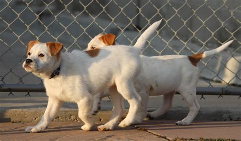 Ontario Spca Animal Centre Key Enrichment Features Ontario Spca And