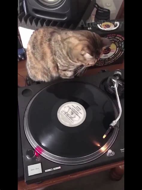 Cat 48 On Twitter Rt Memesbreakcore