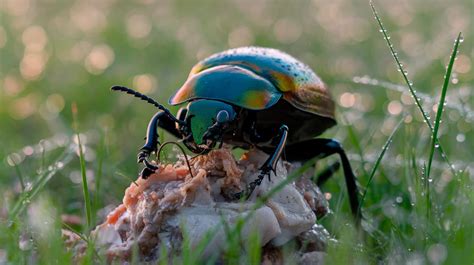 Discover Dung Beetle Lifecycle Diet Facts Threats And More Bugbrief