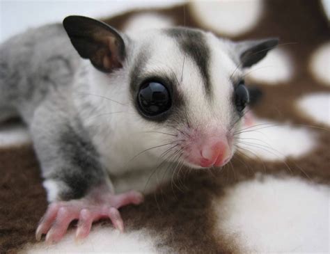 Sugar Glider White Face Petloq