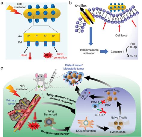 Schematic Illustration Of Mace‐like Plasmonic Aupd Heterostructures