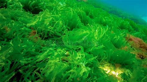 Underwater Landscape Black Sea Green Red And Brown Algae On The