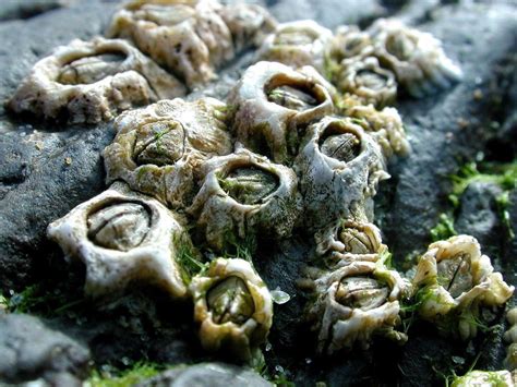 Acorn Barnacle Semibalanus Balanoides Irelands Wildlife