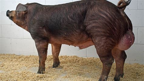 Inside A Boar Stud Looking At How Semen Is Collected Farmers Weekly