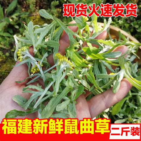 清明草和艾草的区别做清明果的草叫什么艾草的效和作用第10页大山谷图库