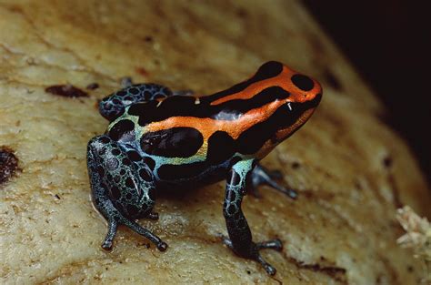 Rio Madeira Poison Frog Peruvian Photograph By Mark Moffett Fine Art