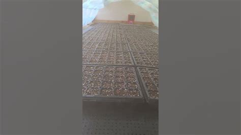 1차 고추모종 씨앗파종 끝났어요 2023120 비가림하우스용 Ai칼탄 1봉지 50구 직파 고창갯벌마을금동팜 진돗개부부 금동복실 진돗개 금동이 고추모종직파