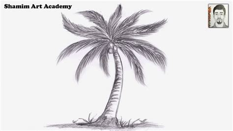 Learn Palm Tree Pencil Drawing Tutorials How To Draw Coconut Tree
