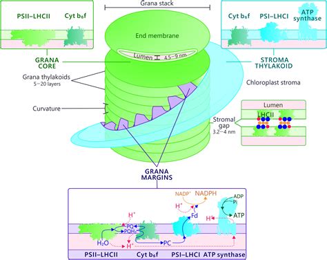 Antenna Complex Captures Electrons From Sunlight At Jewel Jones Blog