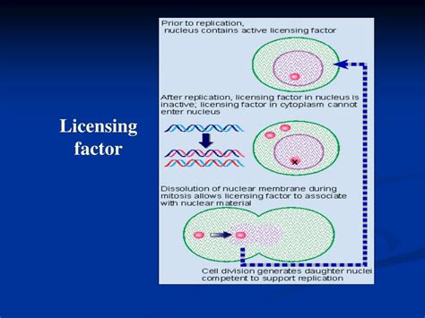 Ppt Section E Dna Replication Powerpoint Presentation Free Download Id 4660297