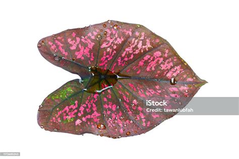흰색 배경에 고립 된 아름다운 잎 녹색과 분홍색 색상의 판타지 변종 잎 0명에 대한 스톡 사진 및 기타 이미지 0명 건강한