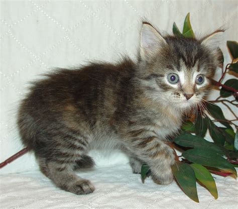 Siberian Kittens For Sale Traditional Siberian Forest Cats