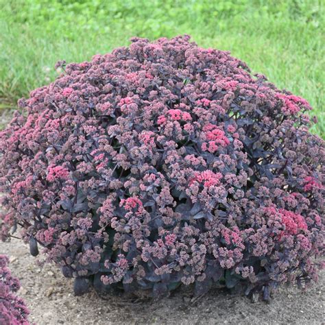 Rock N Grow Midnight Velvet Stonecrop Sedum Hybrid Proven Winners