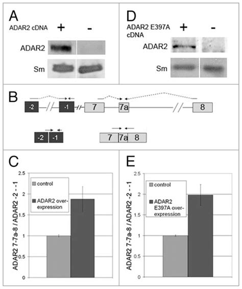 Over Expression Of Adar2 Increases Exon 7a Inclusion Hela Cells Were