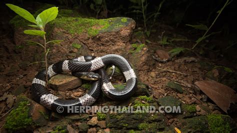 Bungarus Candidus Malayan Krait