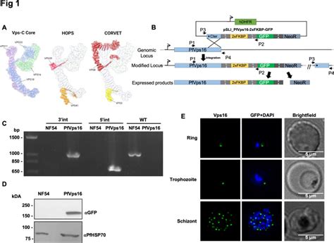 The Plasmodium Falciparum Homolog Of Vps16 Interacts With The Core Members Of The Vps C