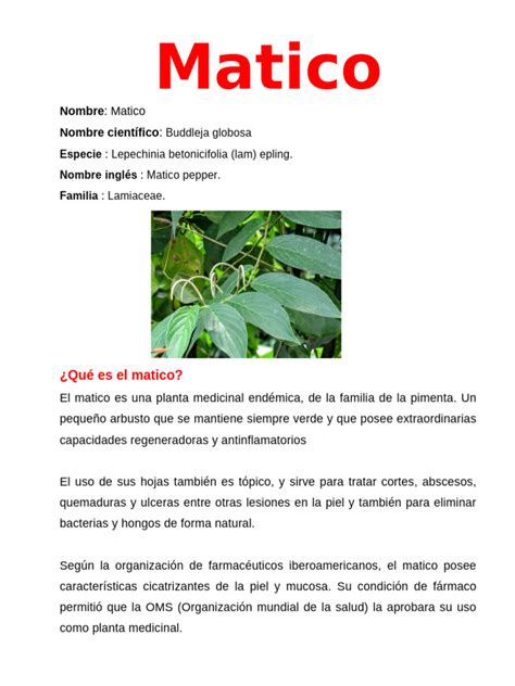 Planta Medicinal Matico Pdf