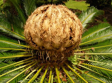 Flickriver Brewbookss Photos Tagged With Cycadopsida