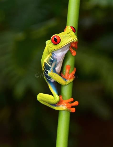 Red Eyed Tree Frog On Branch Cahuita Costa Rica Stock Photo Image