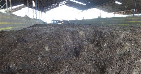 Mushroom Cultivation Make Button Mushroom Compost Part 2