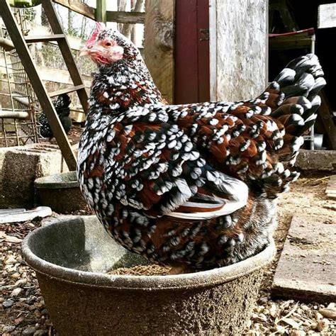 Speckled Sussex Eggs Height Size And Raising Tips Artofit